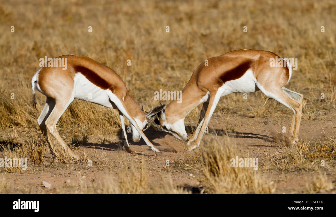 springbok in the Kalahari Stock Photo - Alamy