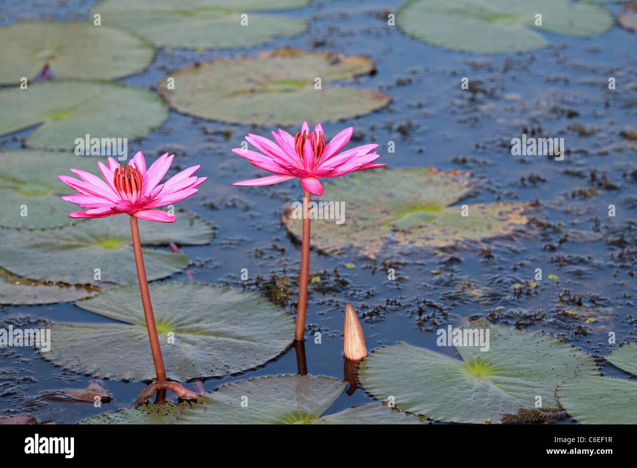 Pink flowered Asian Water Lily Stock Photo - Alamy