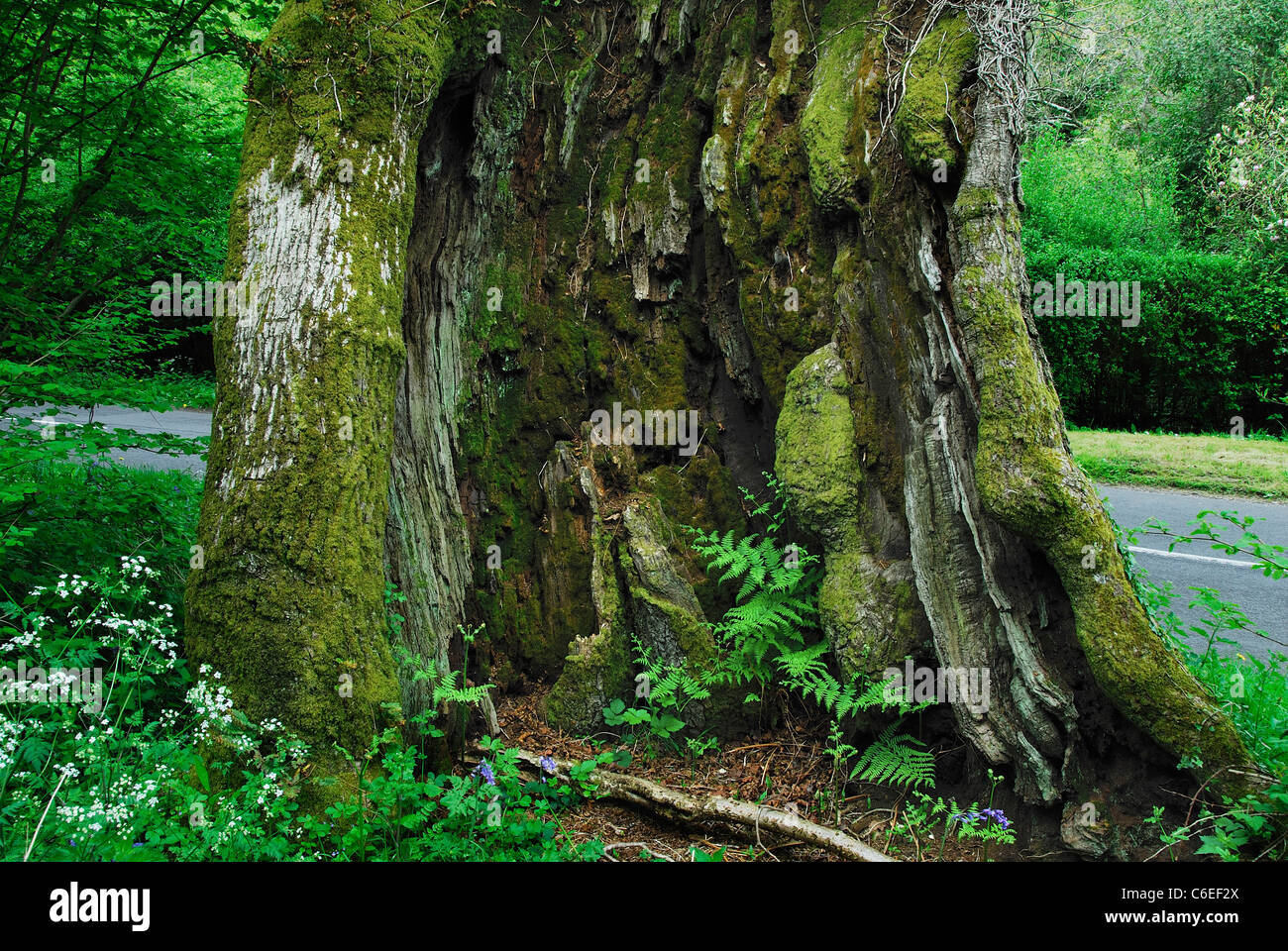 The Remedy Oak in Dorset, an ancient hollow tree UK Stock Photo - Alamy