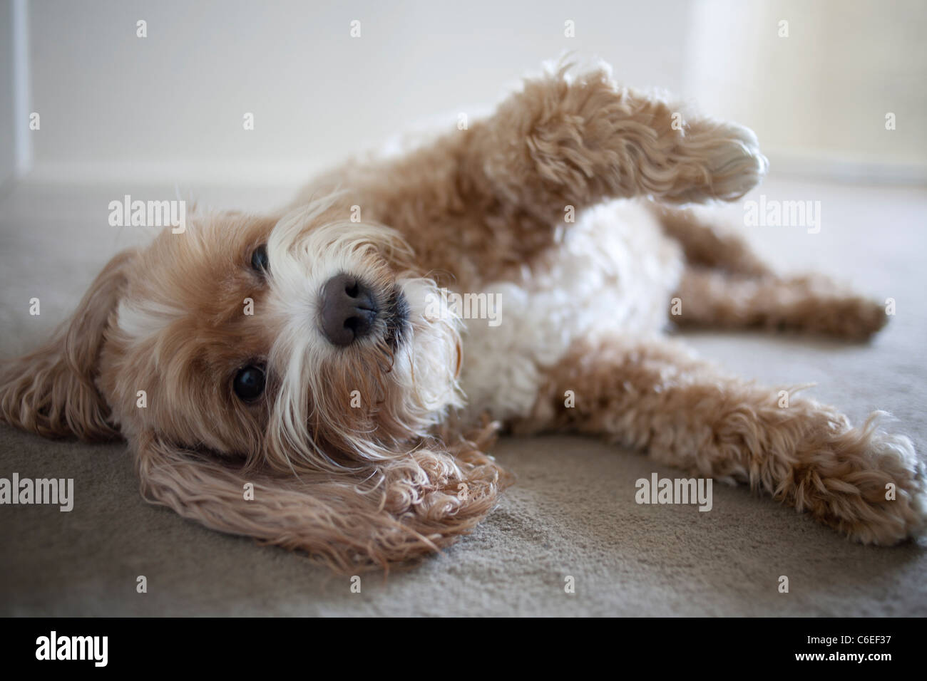 USA, New York, New York City, Brooklyn, Cockapoo dog lying on floor ...