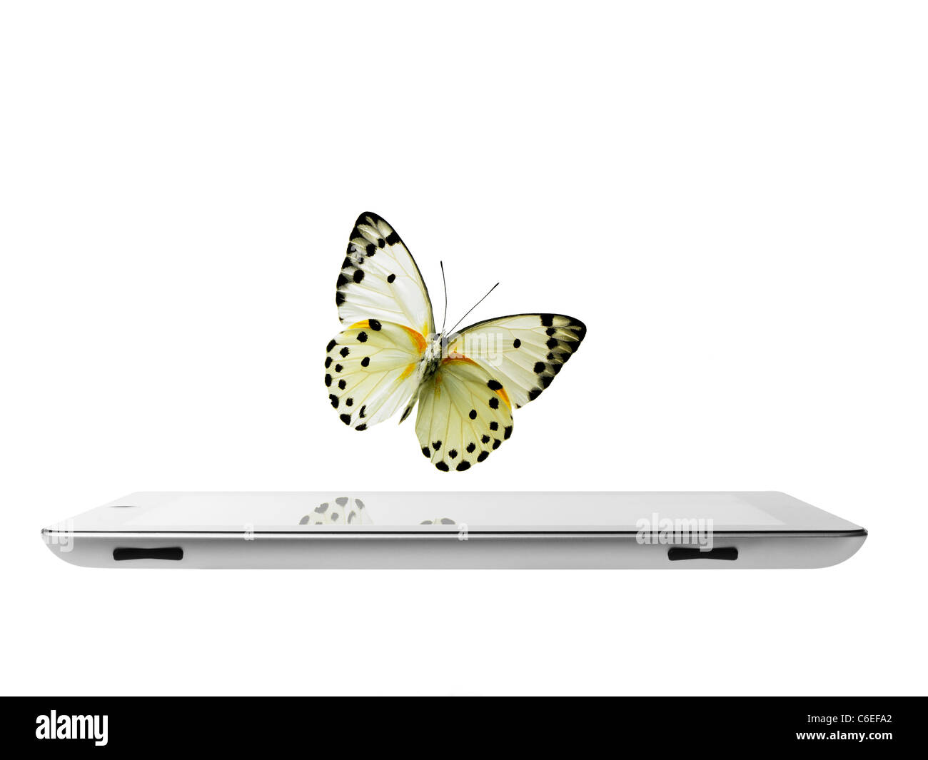 Butterfly transformation display hi-res stock photography and images ...
