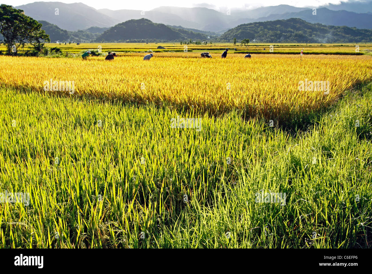 Rice fields in philippines hi-res stock photography and images - Alamy