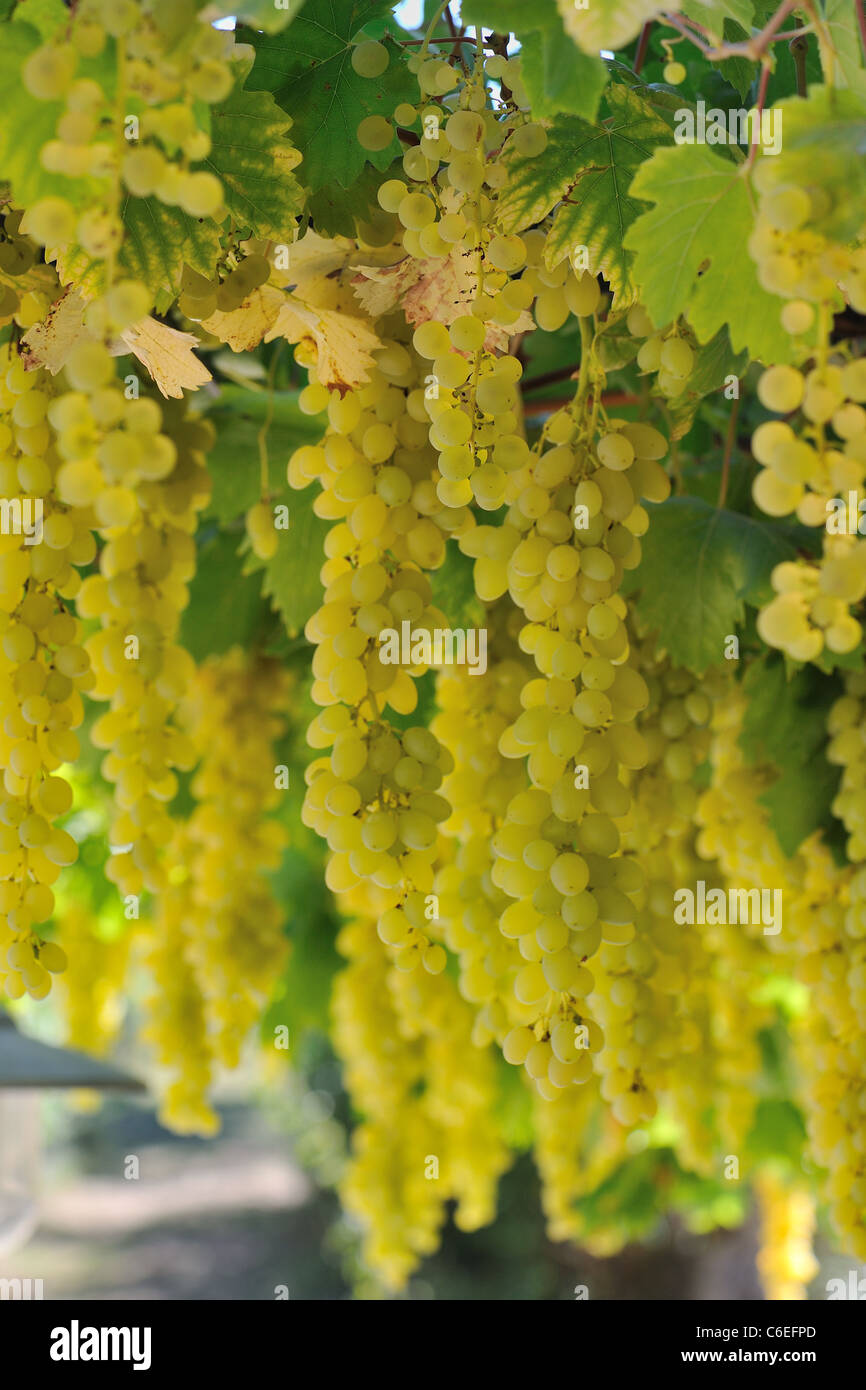 Grape vitis vinifera grapes hi-res stock photography and images - Alamy