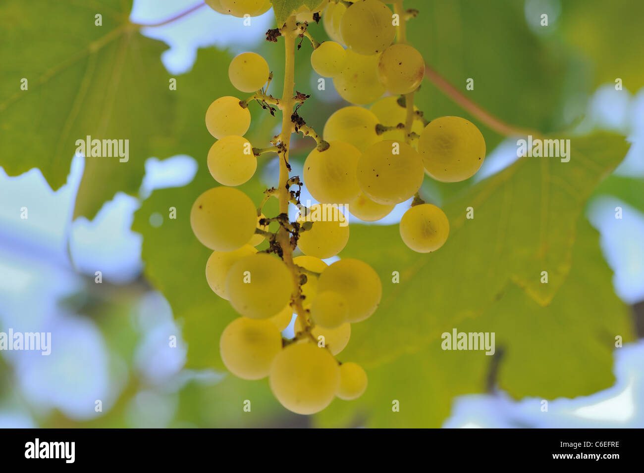 Grape vine vine vitis vinifera grape hi-res stock photography and ...