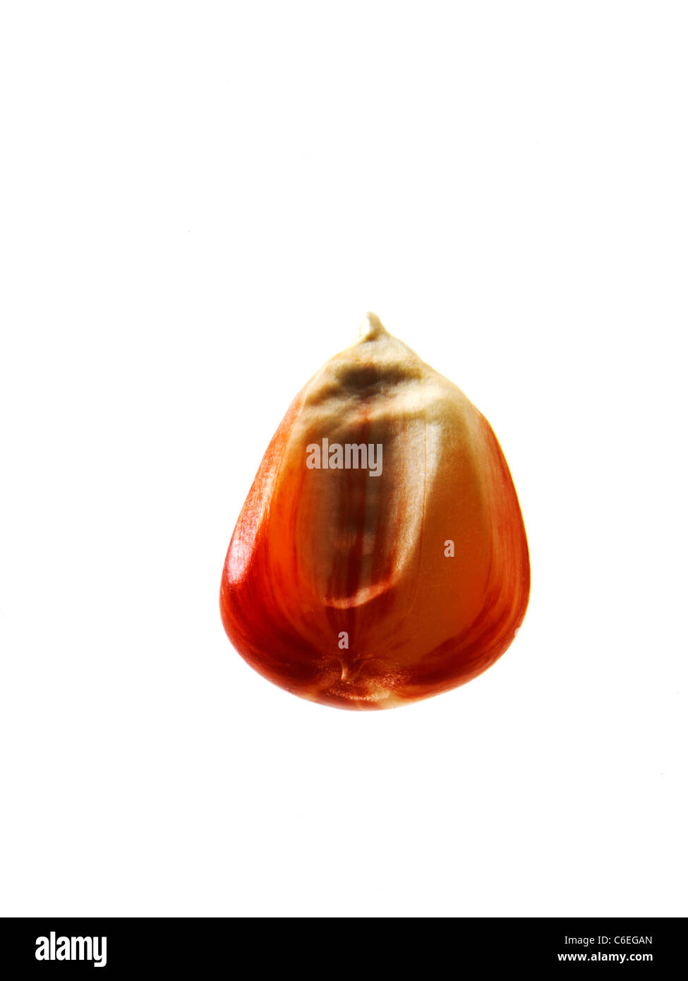 Red corn seed hi-res stock photography and images - Alamy