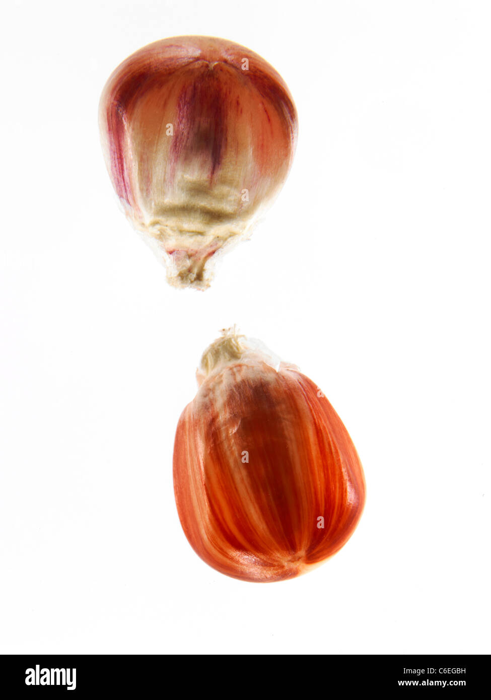 Studio shot of Red Corn Seeds on white background Stock Photo - Alamy