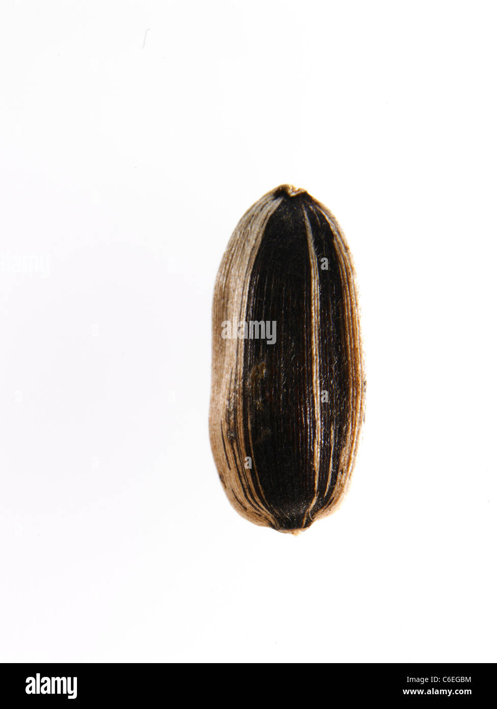 Studio shot of Sunflower Seed on white background Stock Photo - Alamy