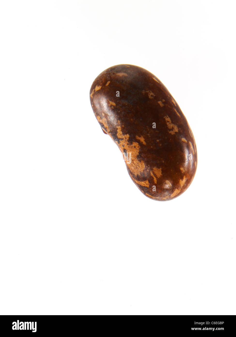 Single Bean Seed