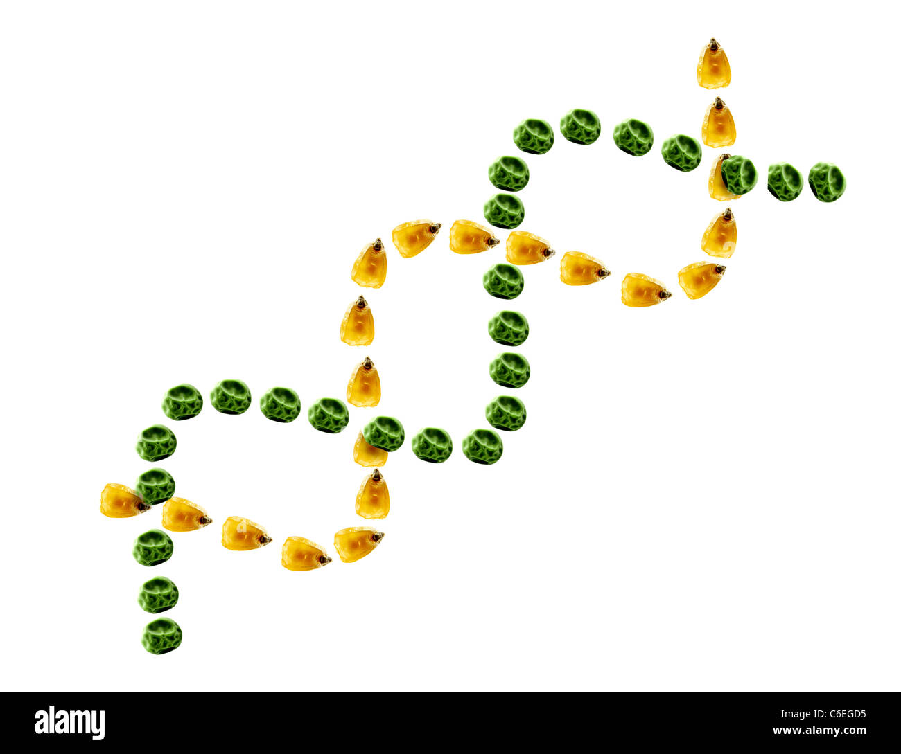 Studio shot of Yellow Corn Seeds and Pea Seeds making DNA strand shape ...