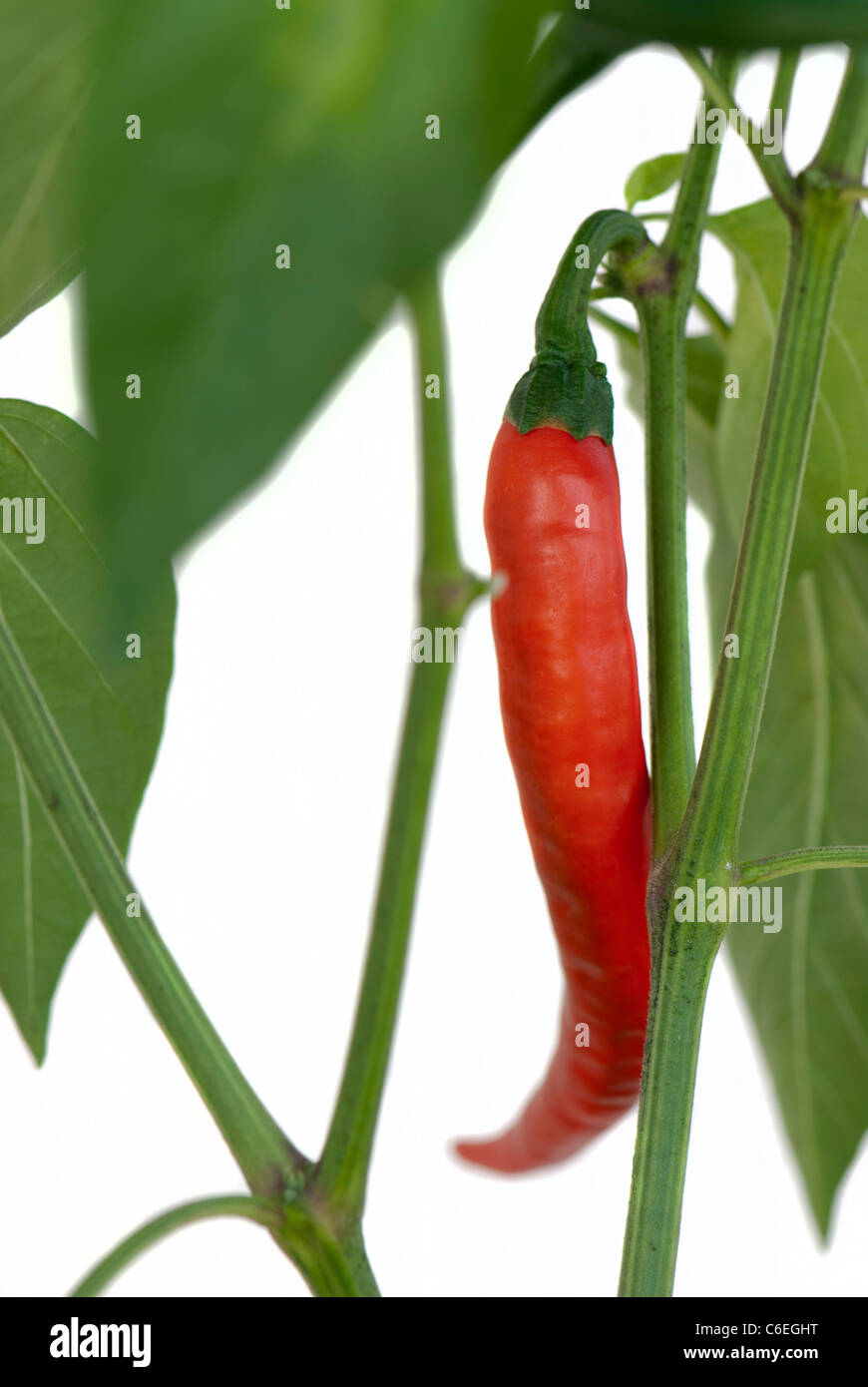 Red chili pepper Stock Photo - Alamy