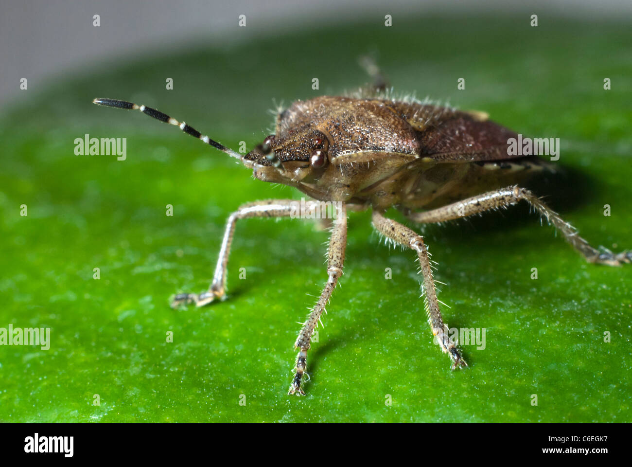 Sloe bug hi-res stock photography and images - Alamy