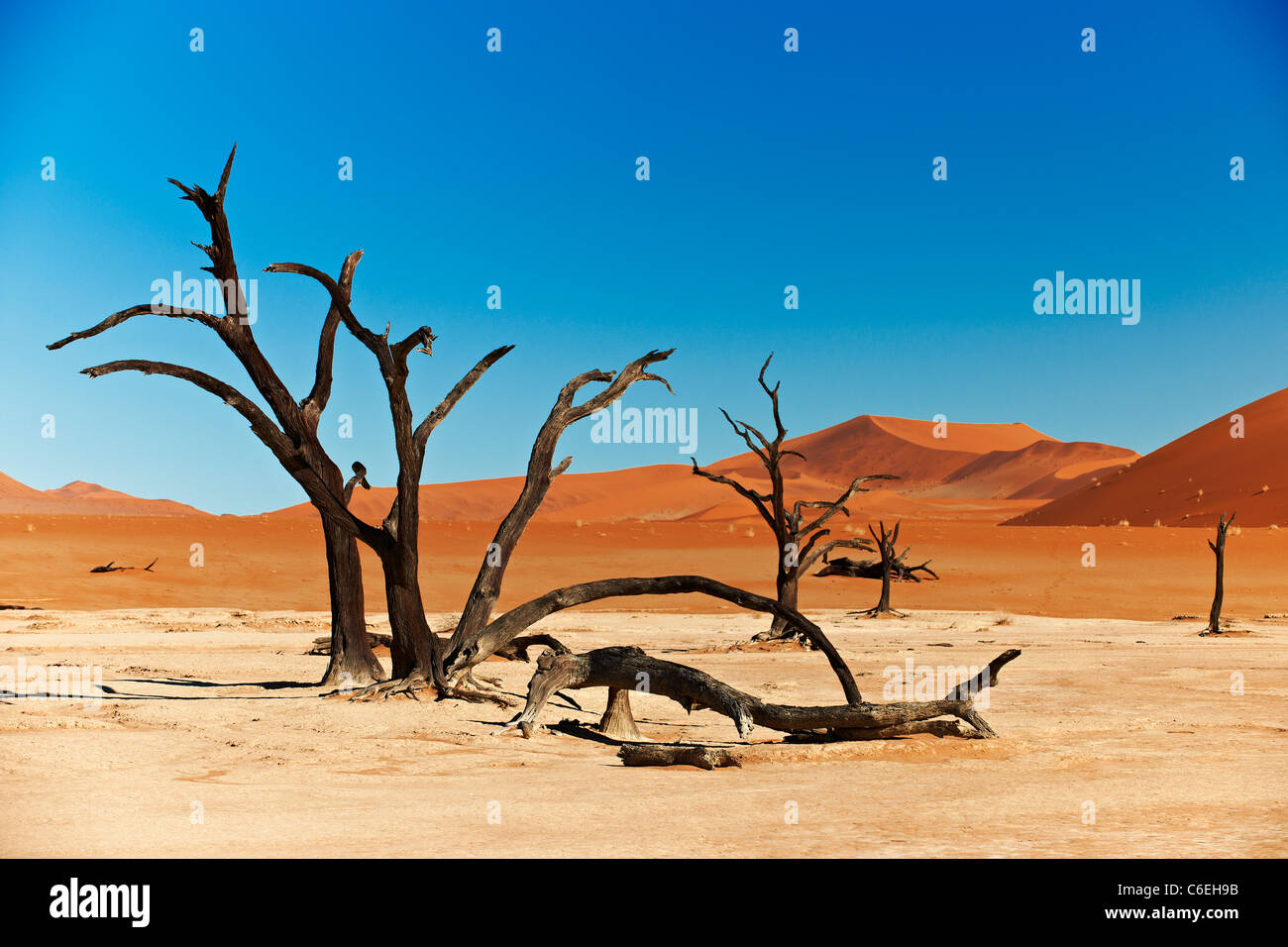 famous Deadvlei with dead trees in dry salt lake, desert landscape of ...