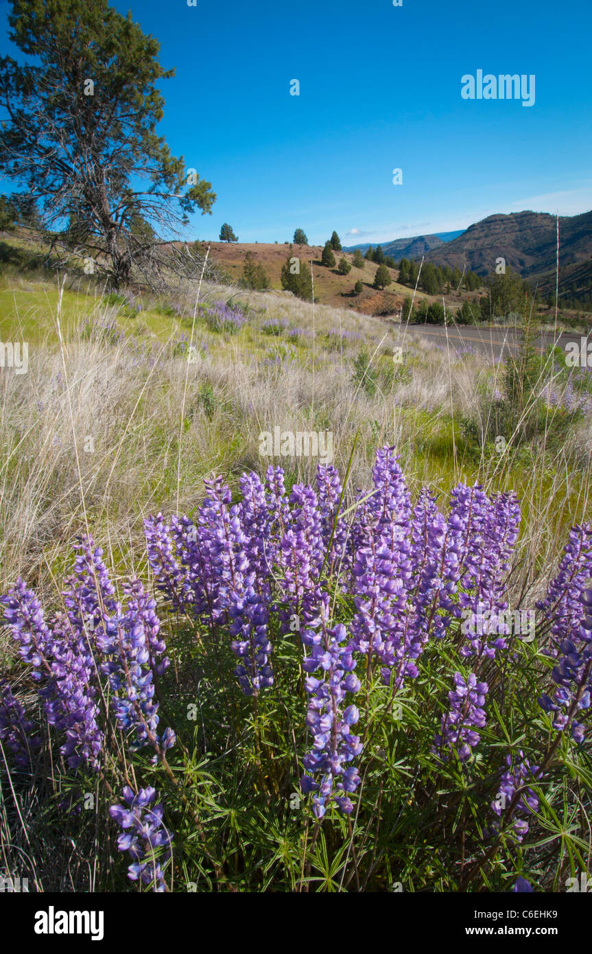 USA, Oregon, Mitchell, Flowering lupines Stock Photo - Alamy