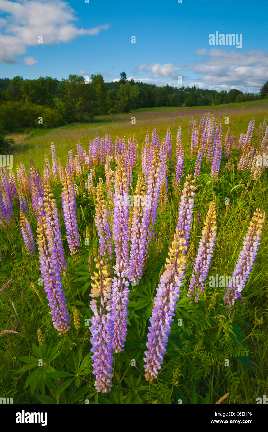 USA, Oregon, Flowering lupines Stock Photo - Alamy