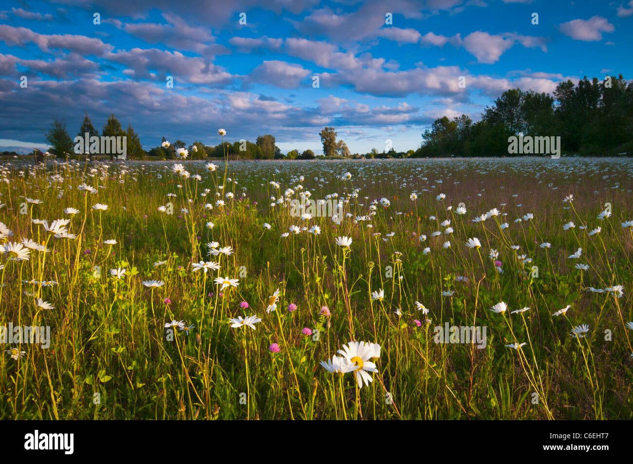 USA, Oregon, Marion County, Meadow with wildflowers at sunset Stock ...