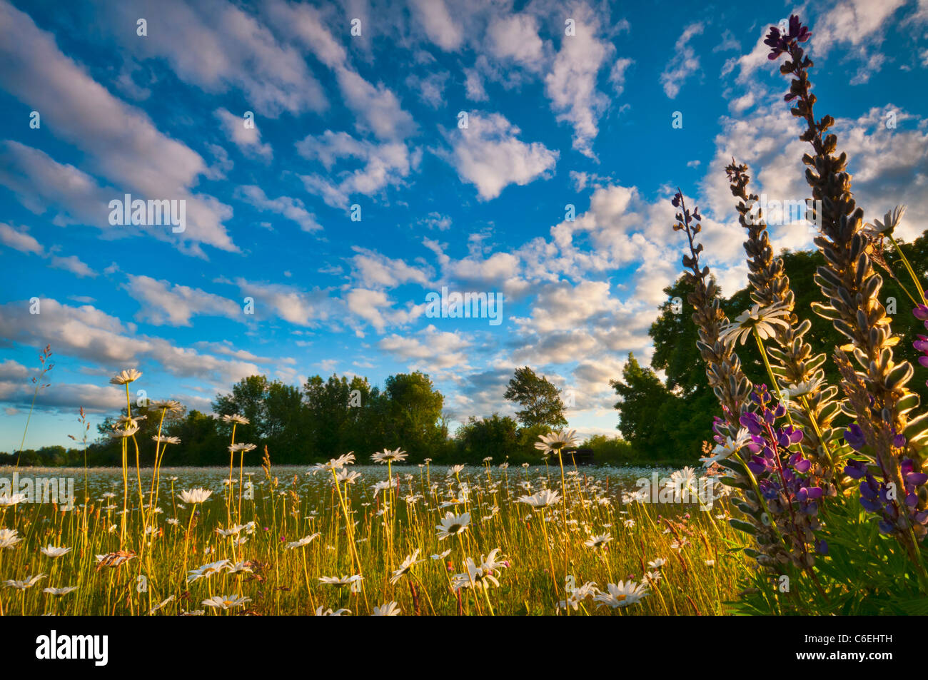 USA, Oregon, Marion County, Meadow with wildflowers at sunset Stock ...