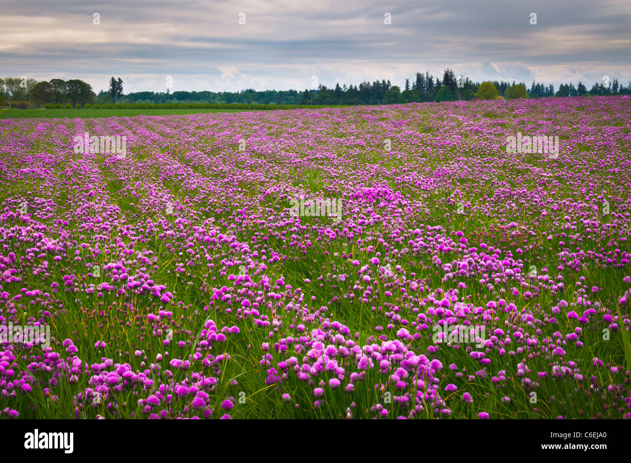 USA, Oregon, Field of chives Stock Photo - Alamy