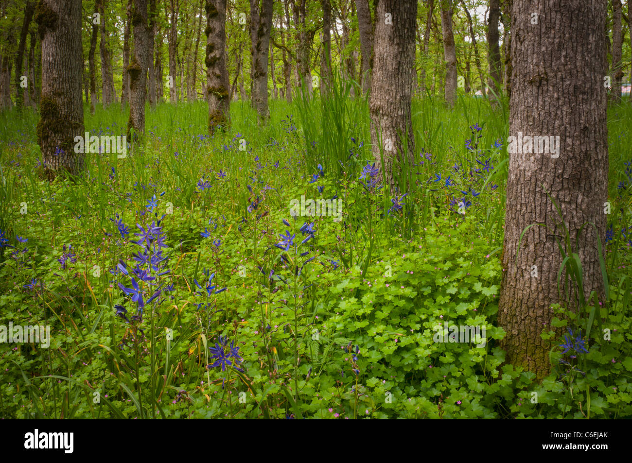 Oregon oak trees hi-res stock photography and images - Alamy