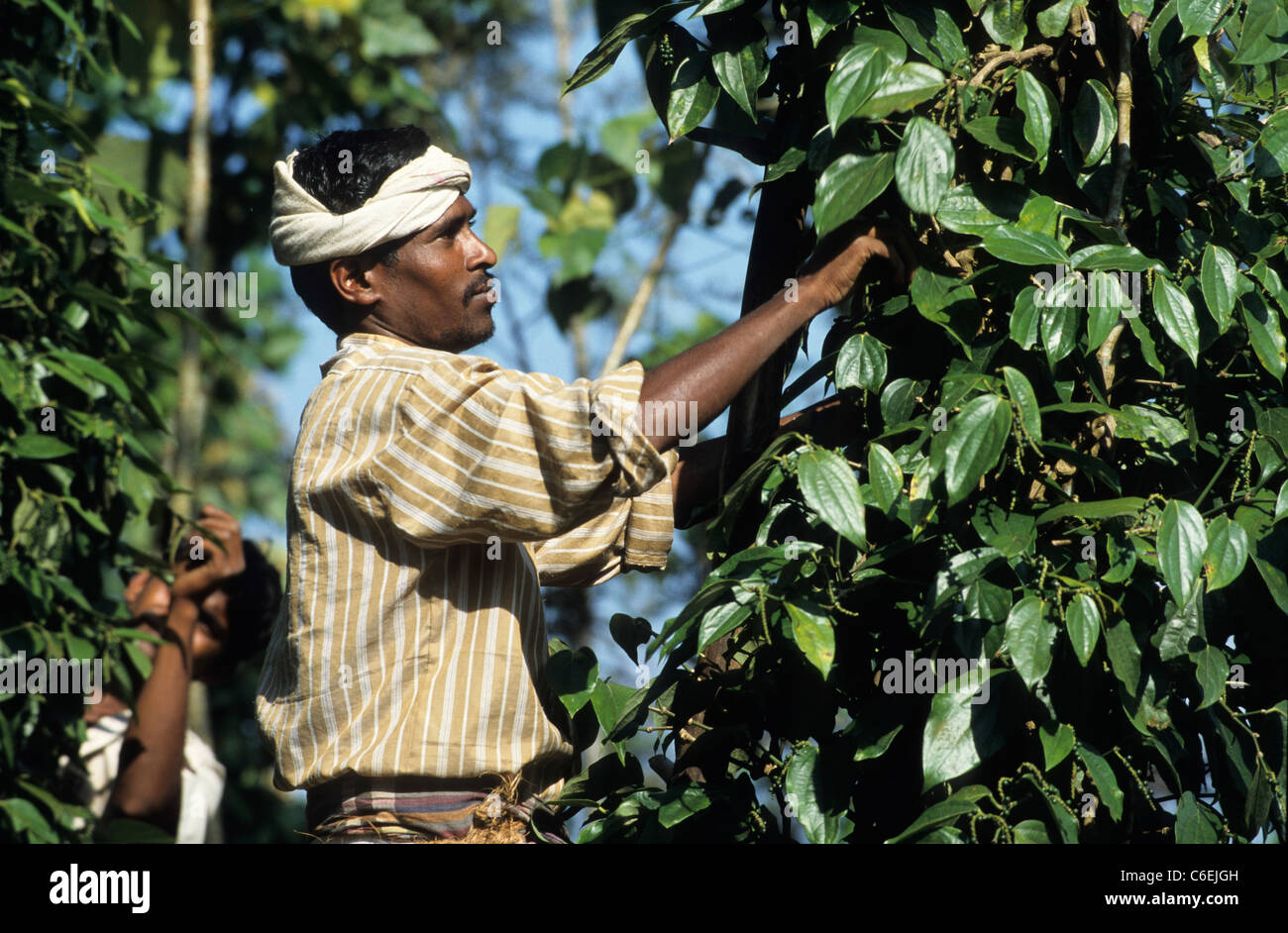 Idukki pepper trade hi-res stock photography and images - Alamy