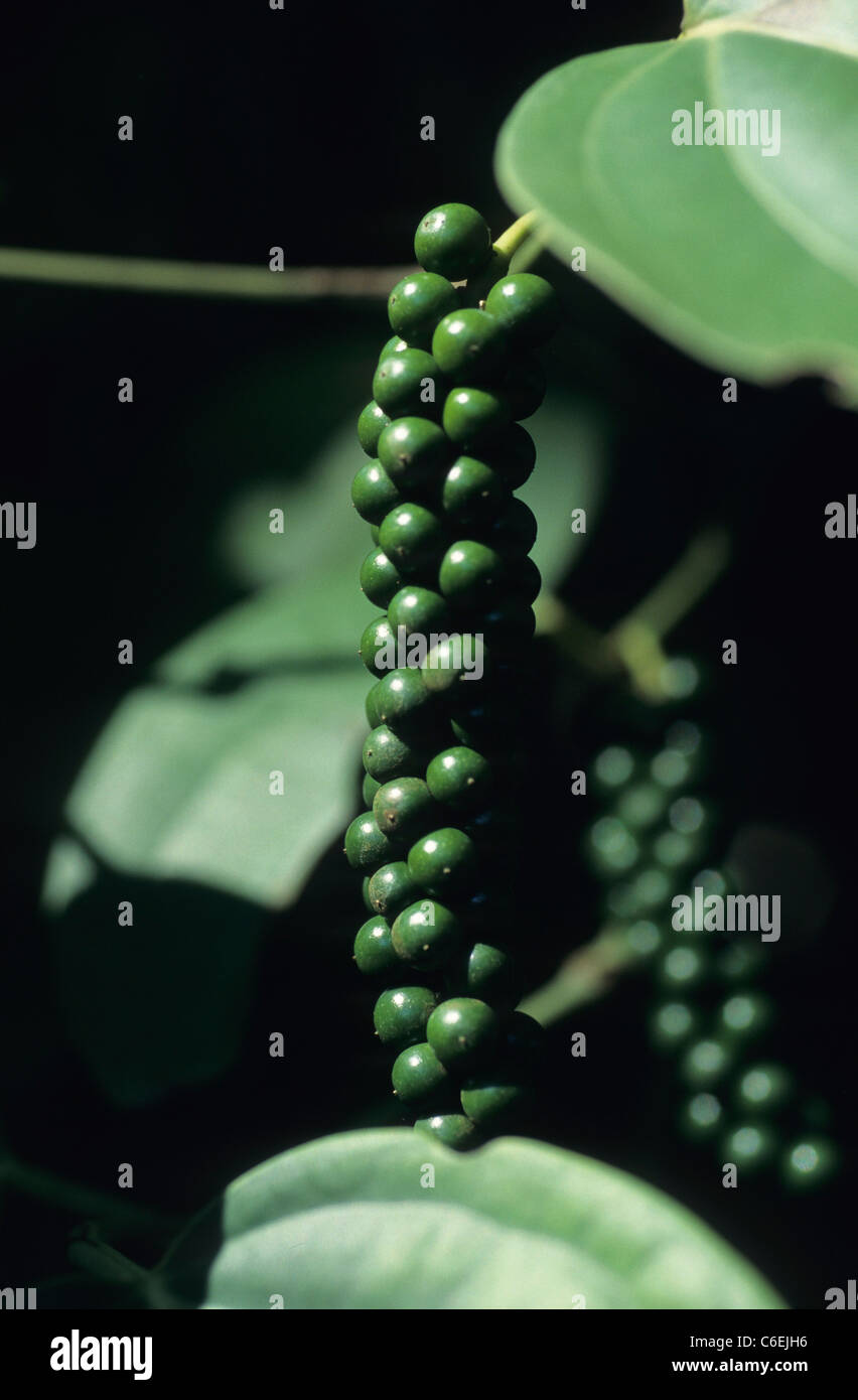 INDIA Kerala, fair trade and organic pepper harvest at Sahyadri Farmers ...