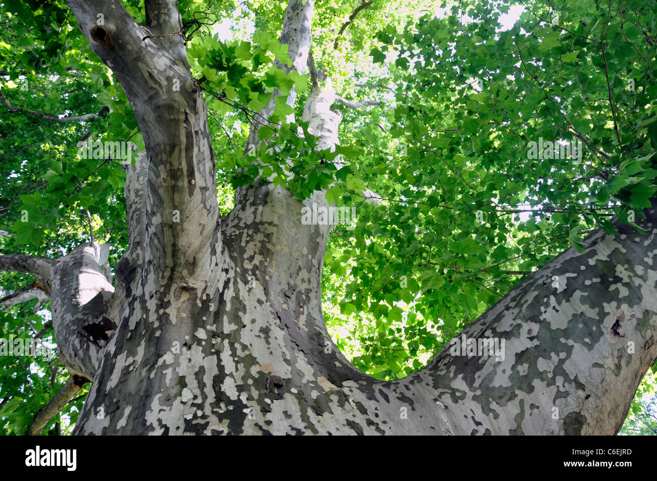 Maple tree, park in Vienna Stock Photo - Alamy