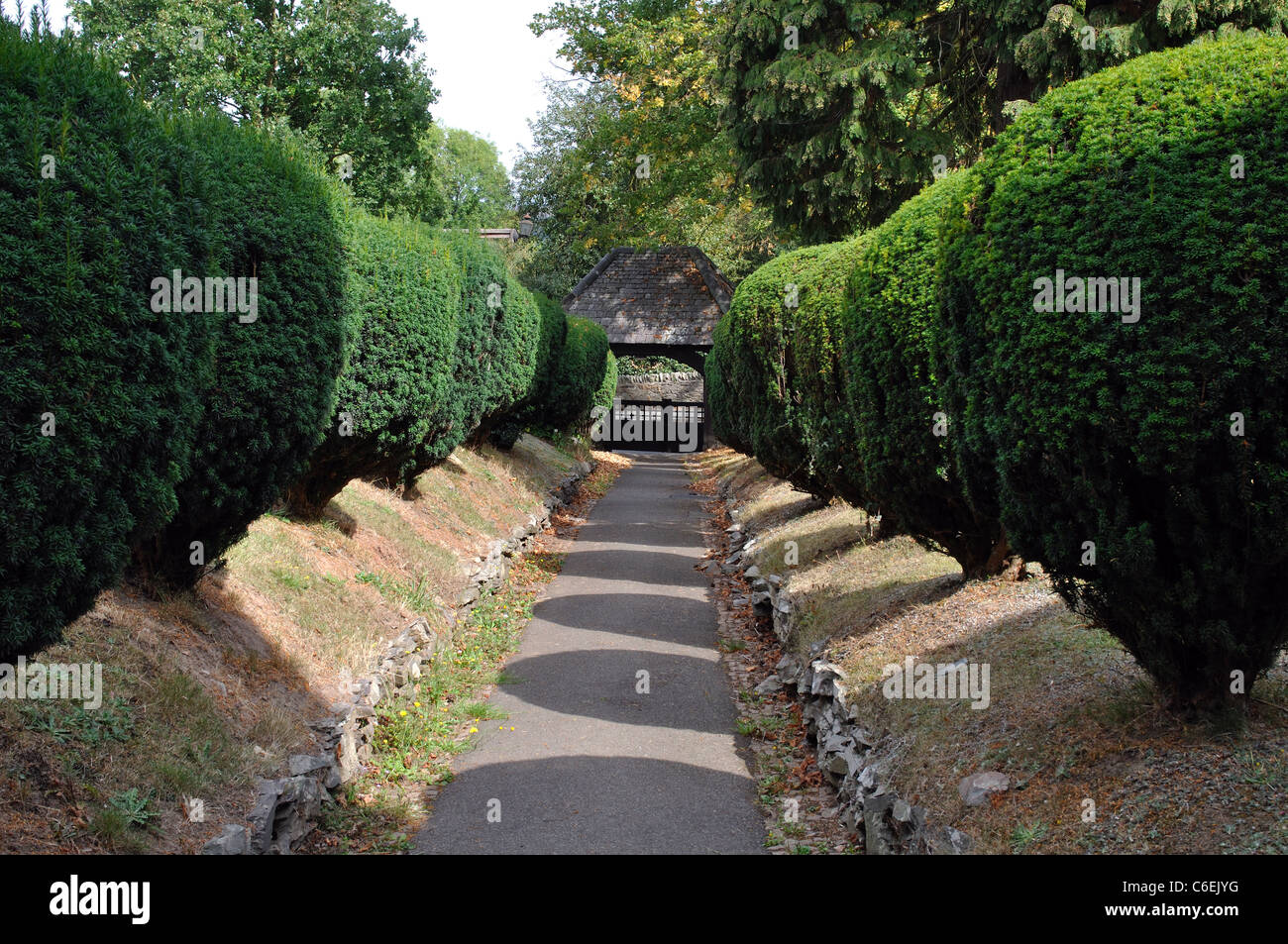 Yew trees lining path to St. Paul`s Church, Woodhouse Eaves ...