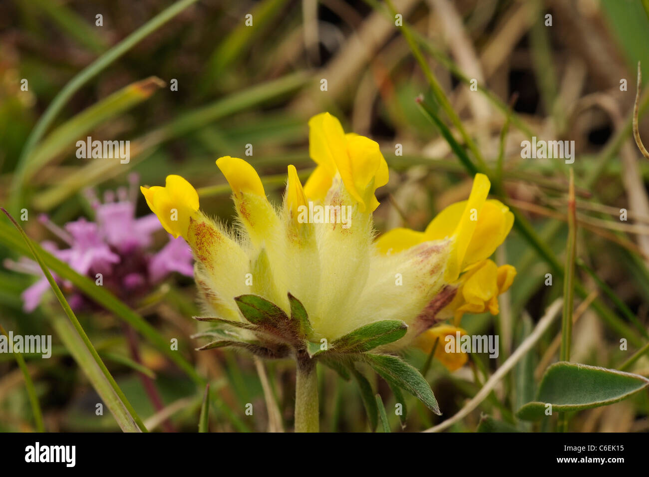 Yellow vetch hi-res stock photography and images - Alamy