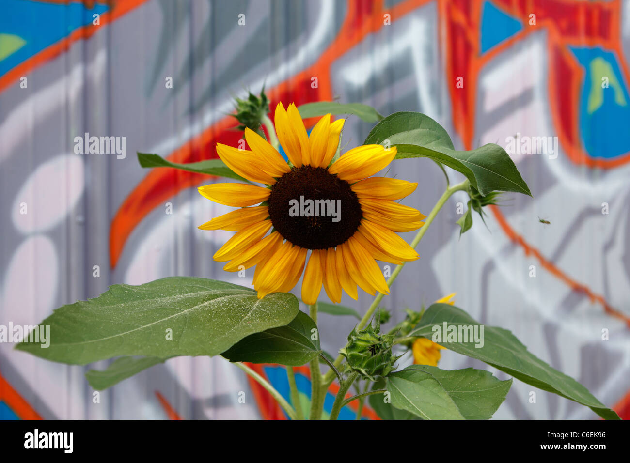 Sunflower graffiti hi-res stock photography and images - Alamy