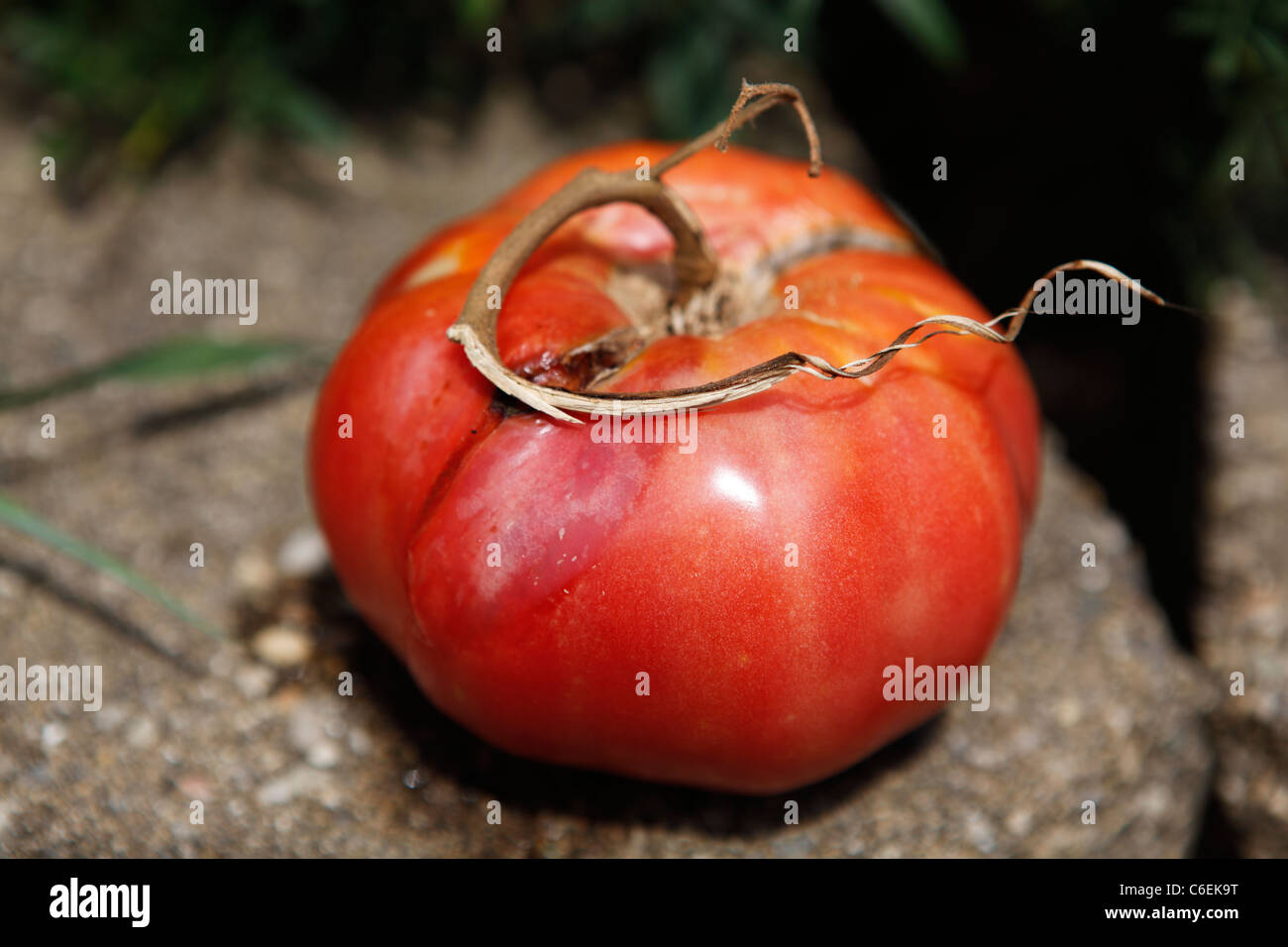 rotting over ripened tomato sitting on ledge vegetable fruit red rot ...
