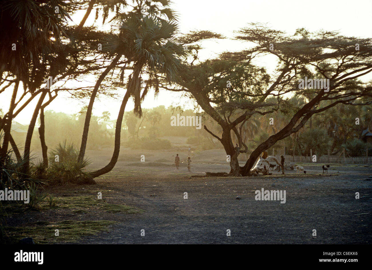 dusty Turkana cattle camp under scruffy Acacia trees in northern Kenya ...