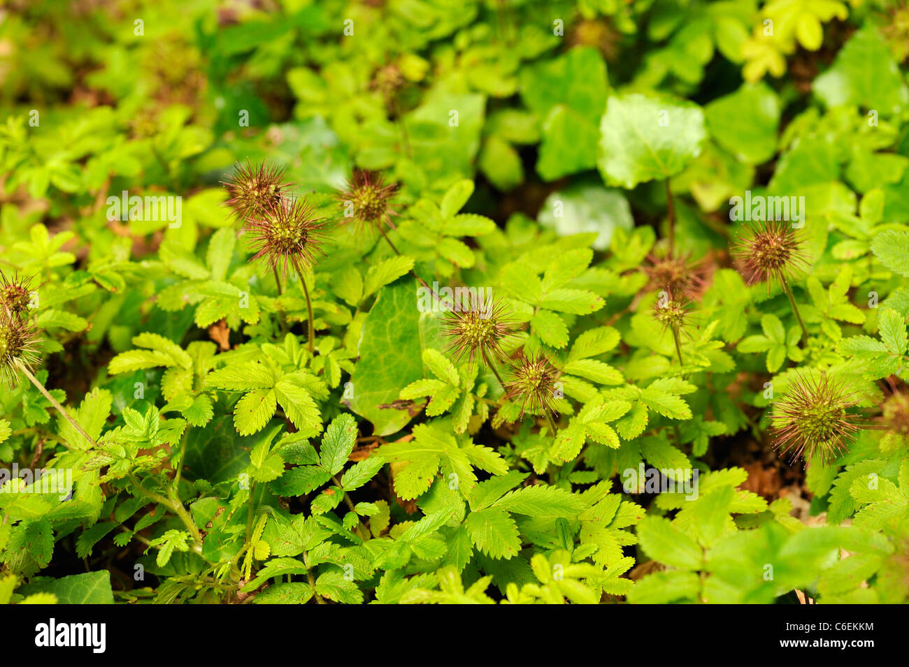 Two spined acaena hi-res stock photography and images - Alamy