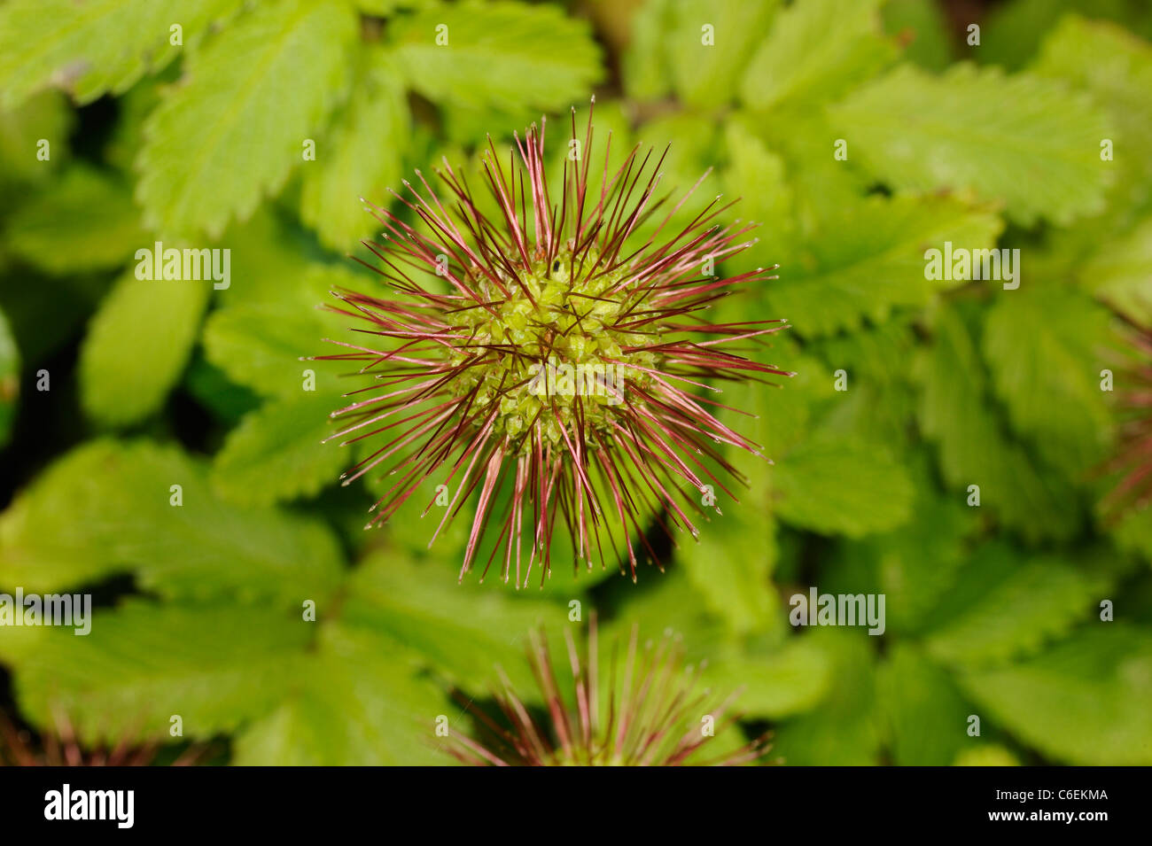 Two-spined Acaena, acaena ovalifolia Stock Photo - Alamy