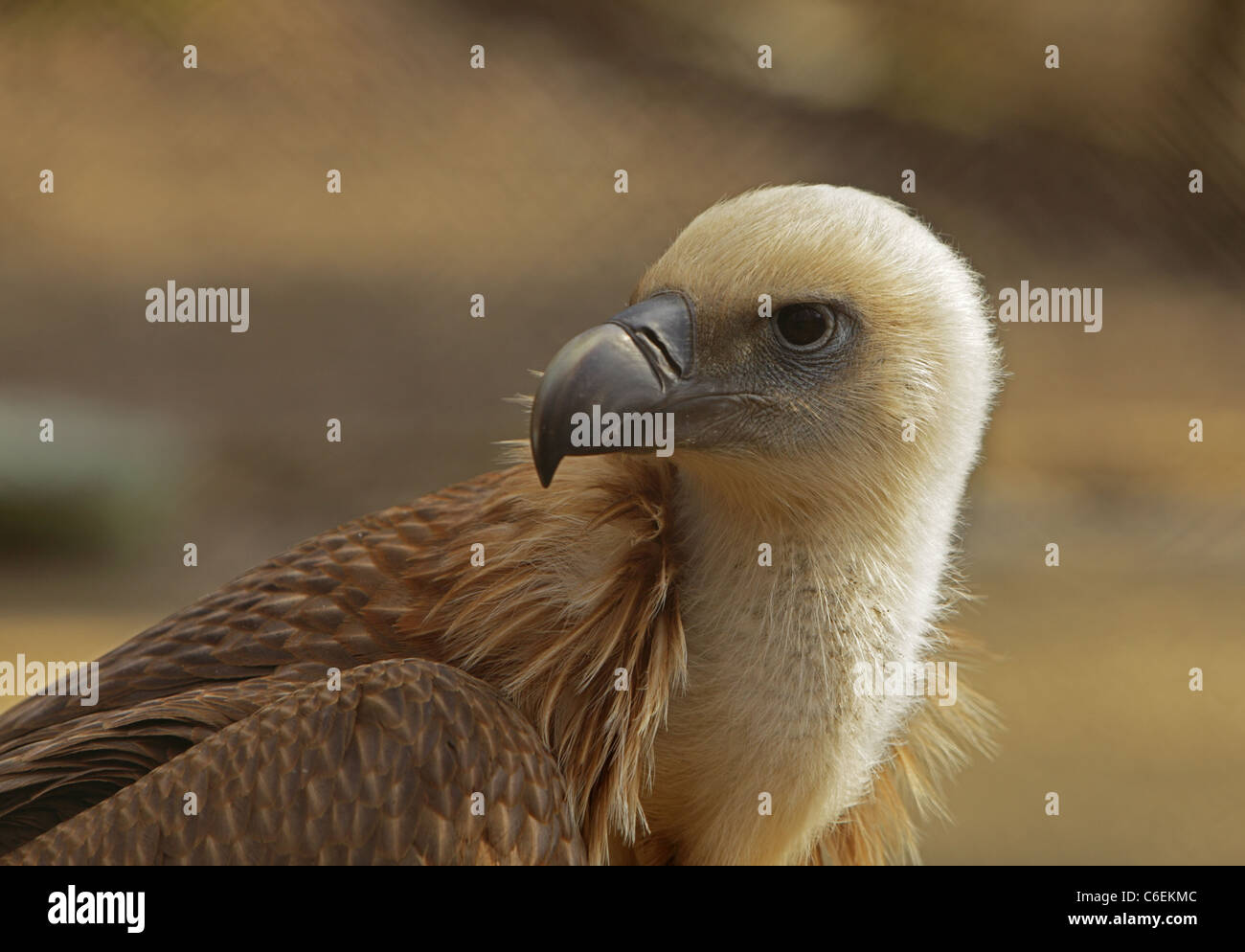 Portrait of an eagle looking back Stock Photo - Alamy