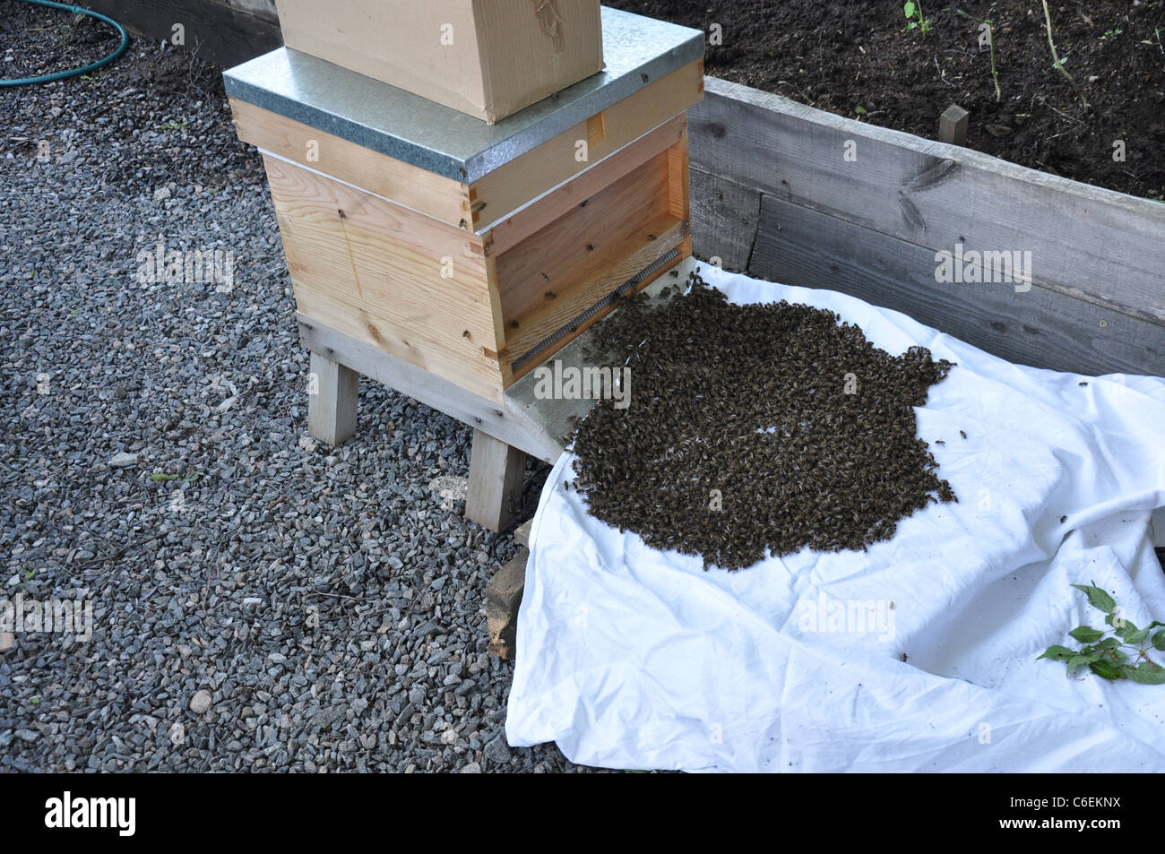 New bees High Resolution Stock Photography and Images - Alamy