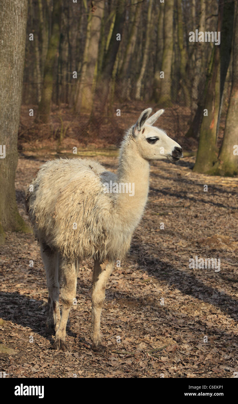 Lama forest hi-res stock photography and images - Alamy