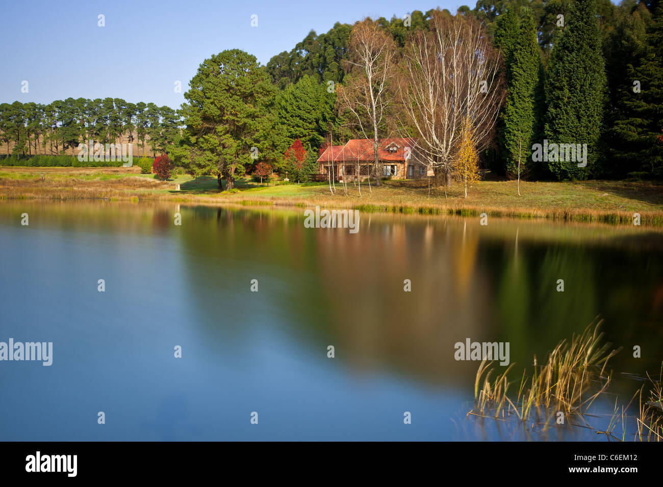 Autumn park yellow magnificent trees hi-res stock photography and ...