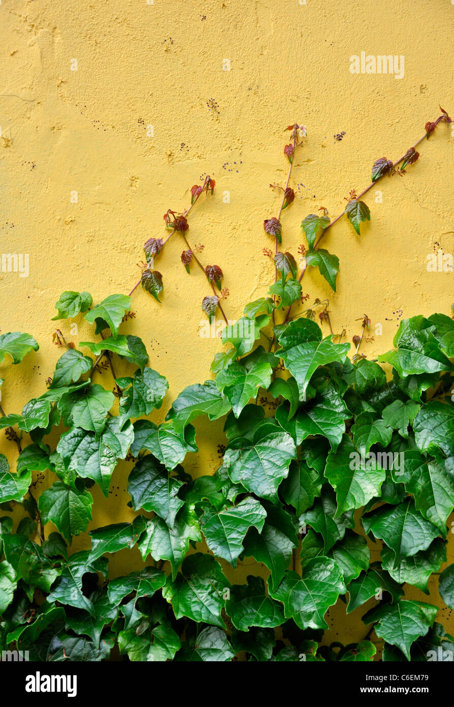 Ivy crawling hi-res stock photography and images - Alamy