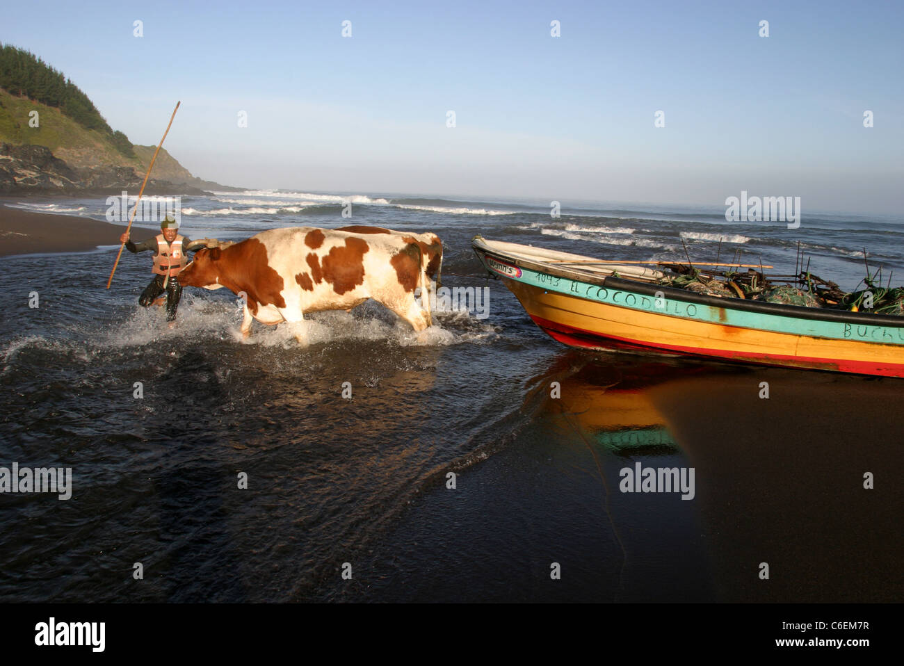 A pair of oxen haul a fishing boat out of the sea Stock Photo - Alamy