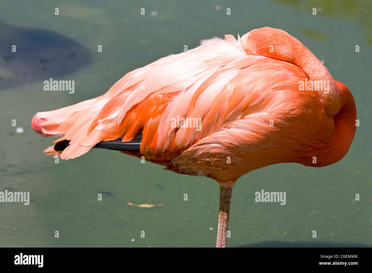 Flamingo bird standing on one leg hi-res stock photography and images ...