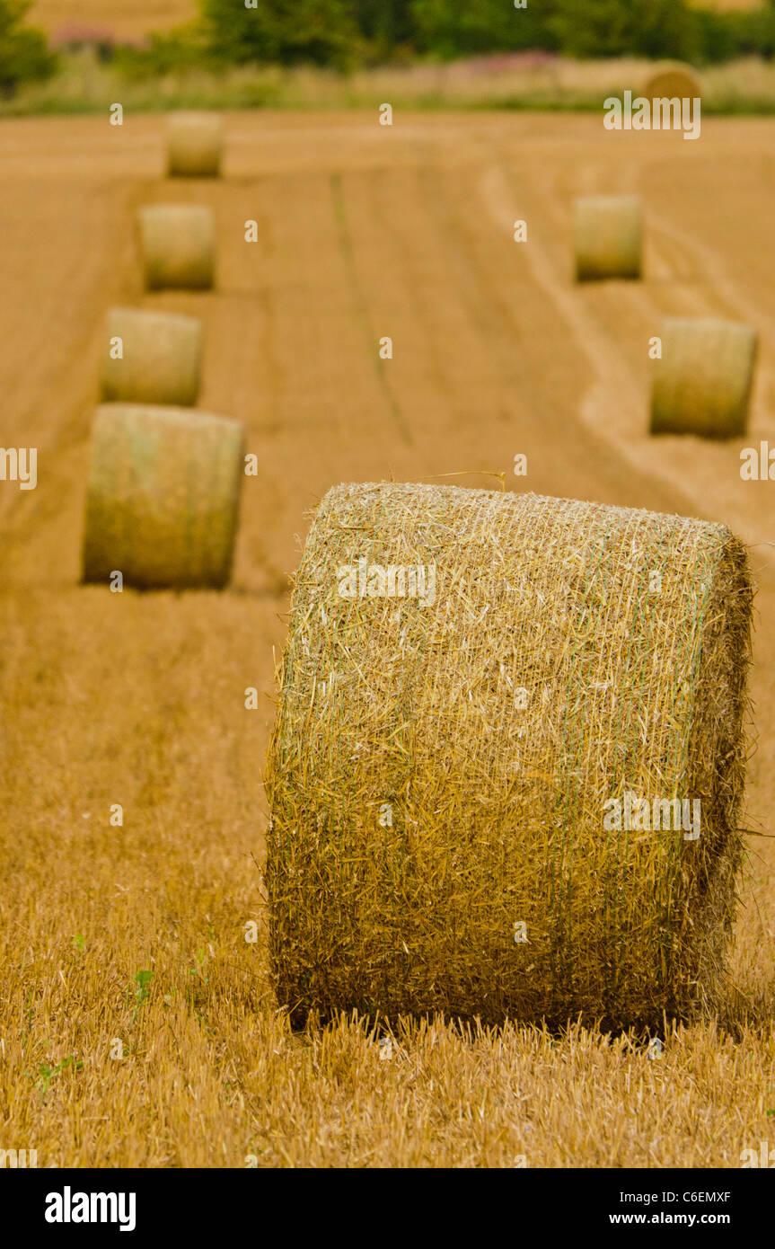 Field after harvest hi-res stock photography and images - Alamy
