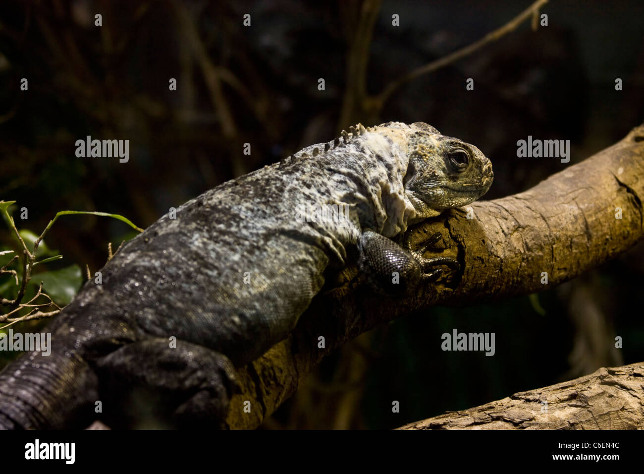 Gecko on branch hi-res stock photography and images - Alamy