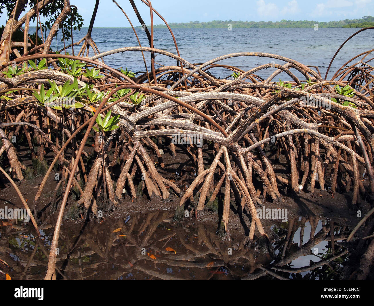 Mangroves Roots