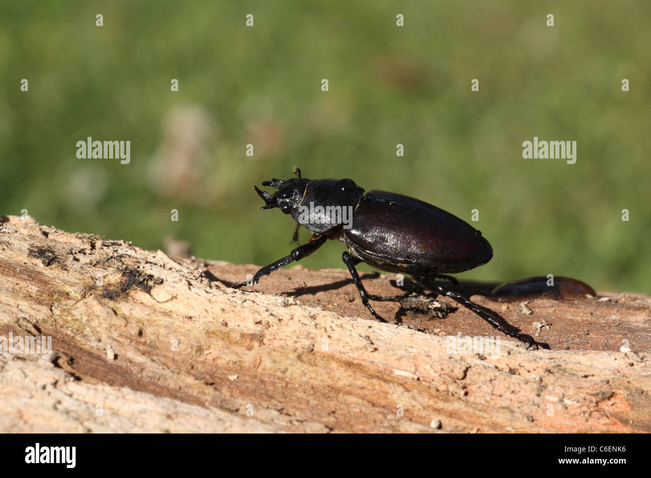 Stag beetle log uk hi-res stock photography and images - Alamy