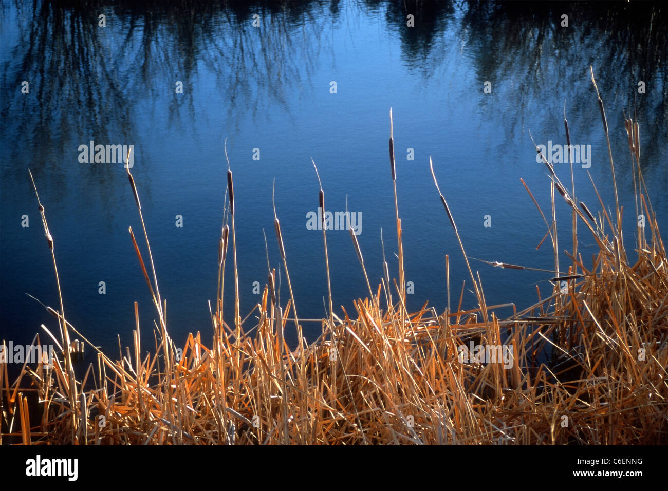 Water-side cattails and reeds outside Buena Vista, Colorado Stock Photo ...