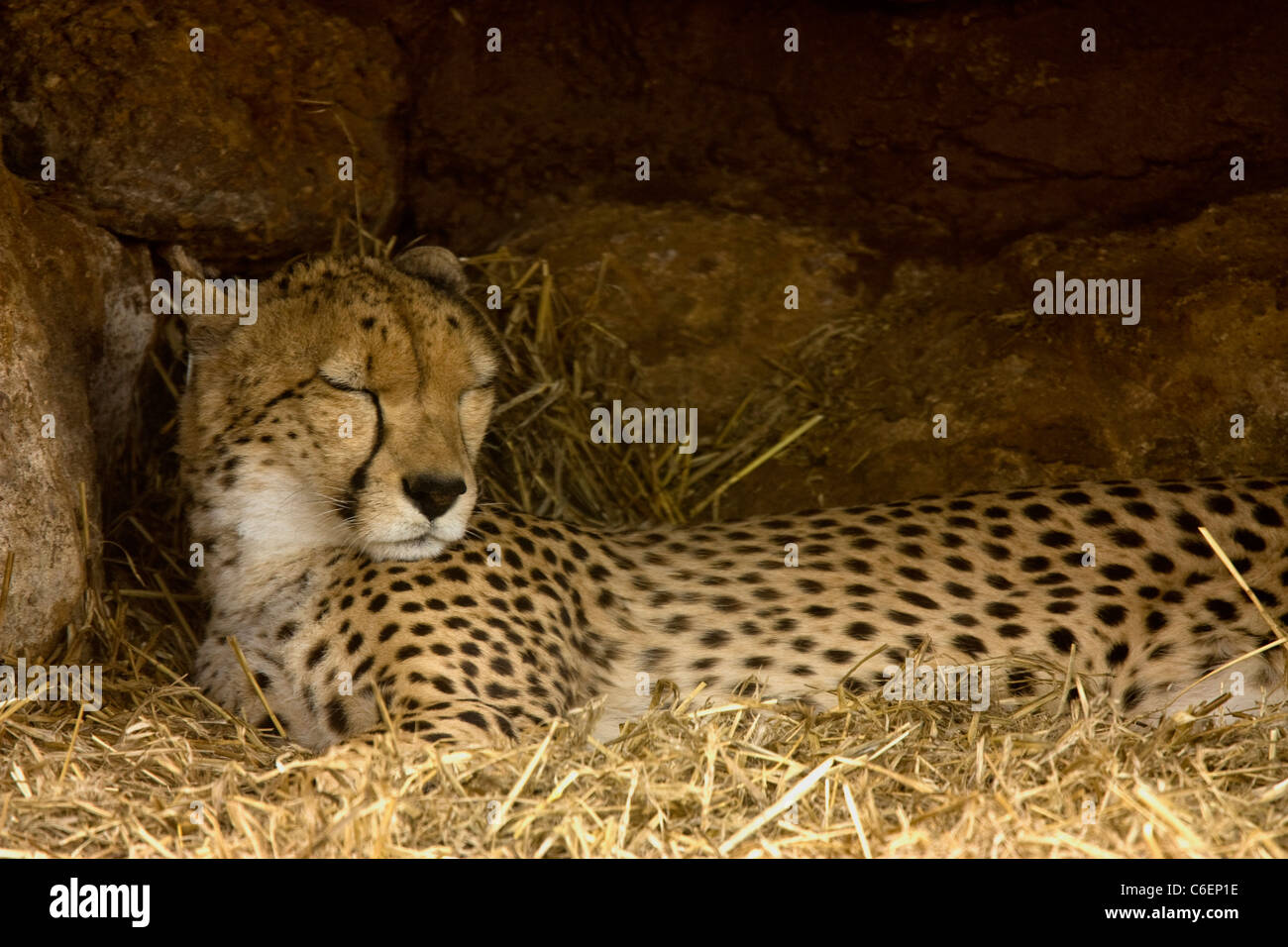 A cheetah asleep in its den Stock Photo - Alamy