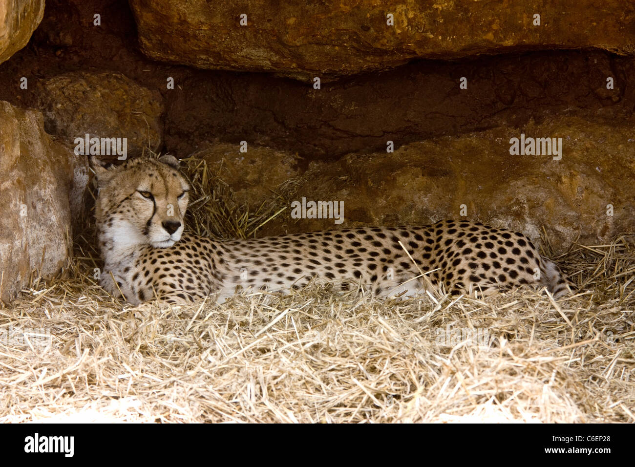 A cheetah resting in its stone and straw cove Stock Photo - Alamy