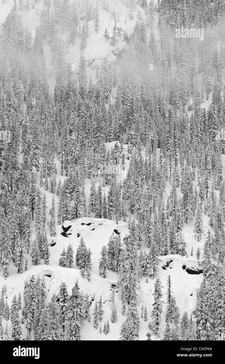 Ansel adams tree hi-res stock photography and images - Alamy
