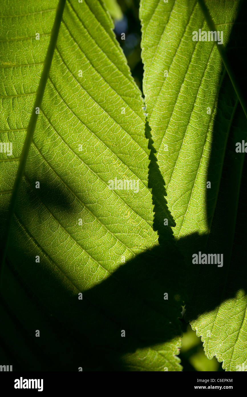 Back lit green leaf Stock Photo - Alamy