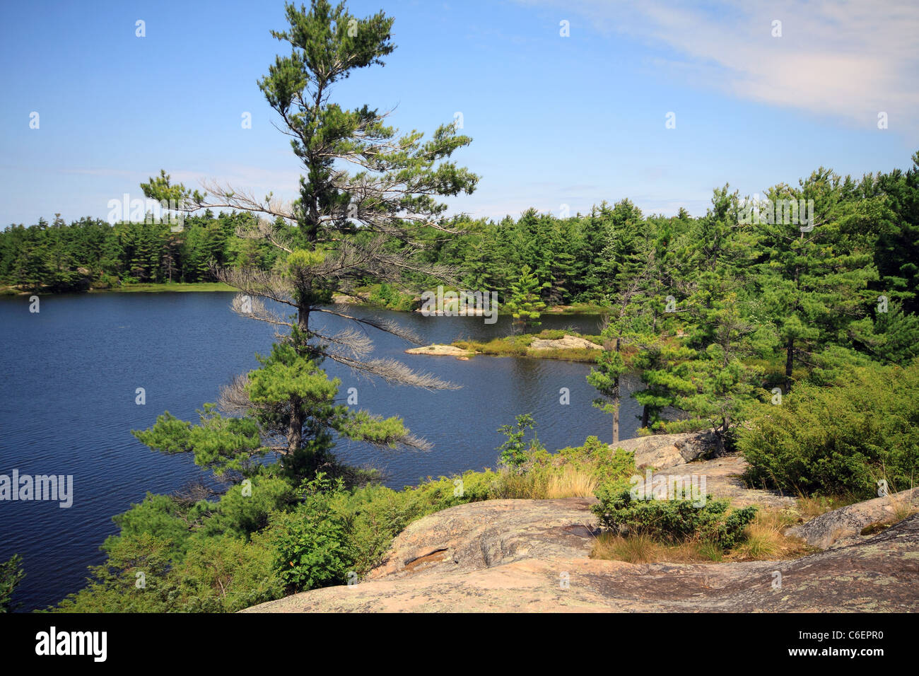 Windswept pine tree at Georgian Bay Islands National Park Stock Photo ...