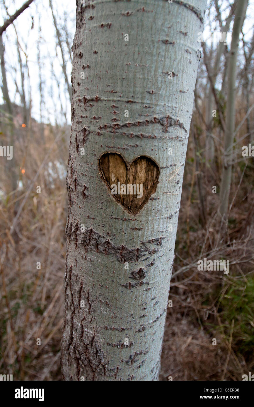 an engraved heart in the bark of a tree Stock Photo - Alamy